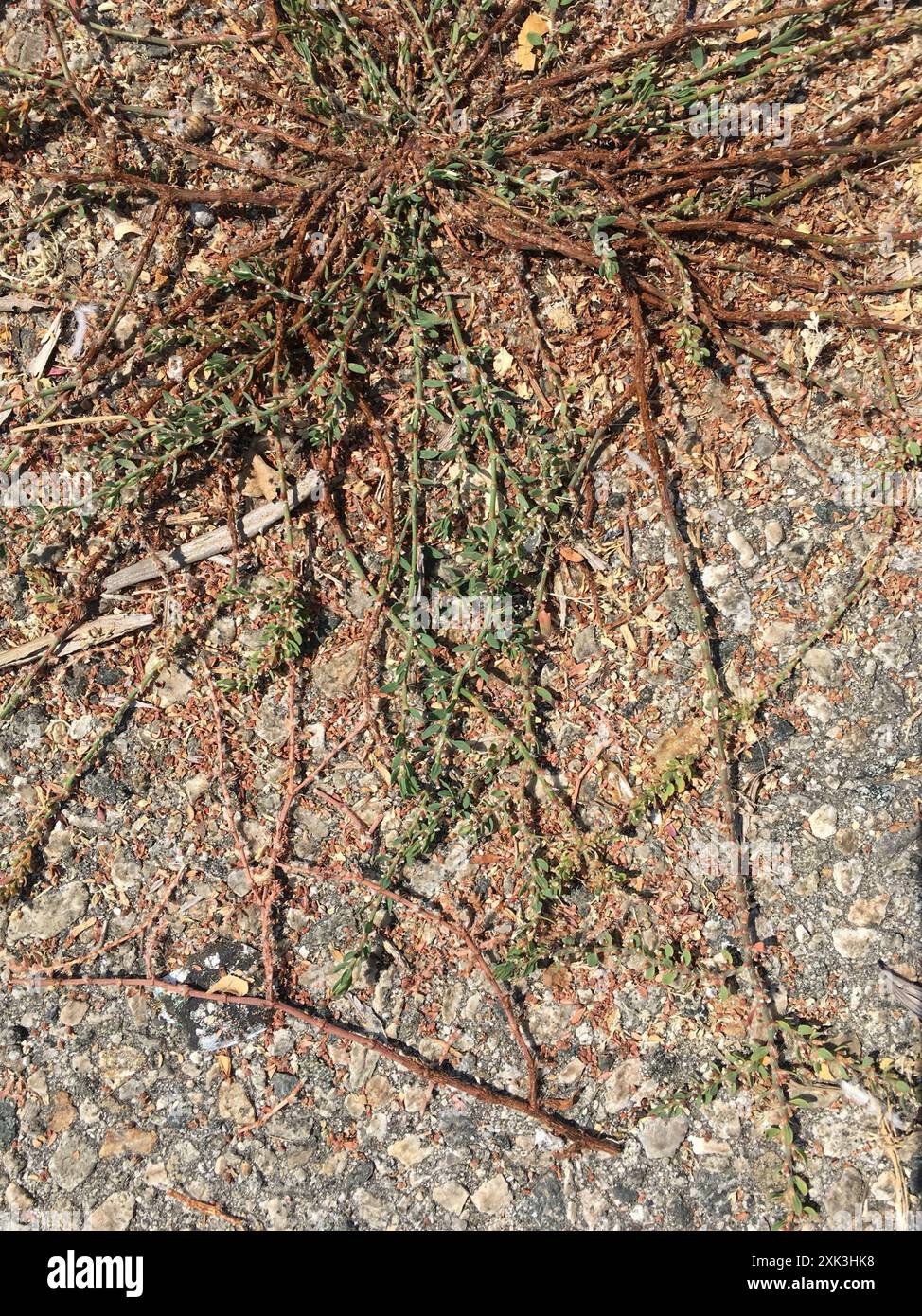 Prostrate Knotweed (Polygonum aviculare) Plantae Stock Photo - Alamy