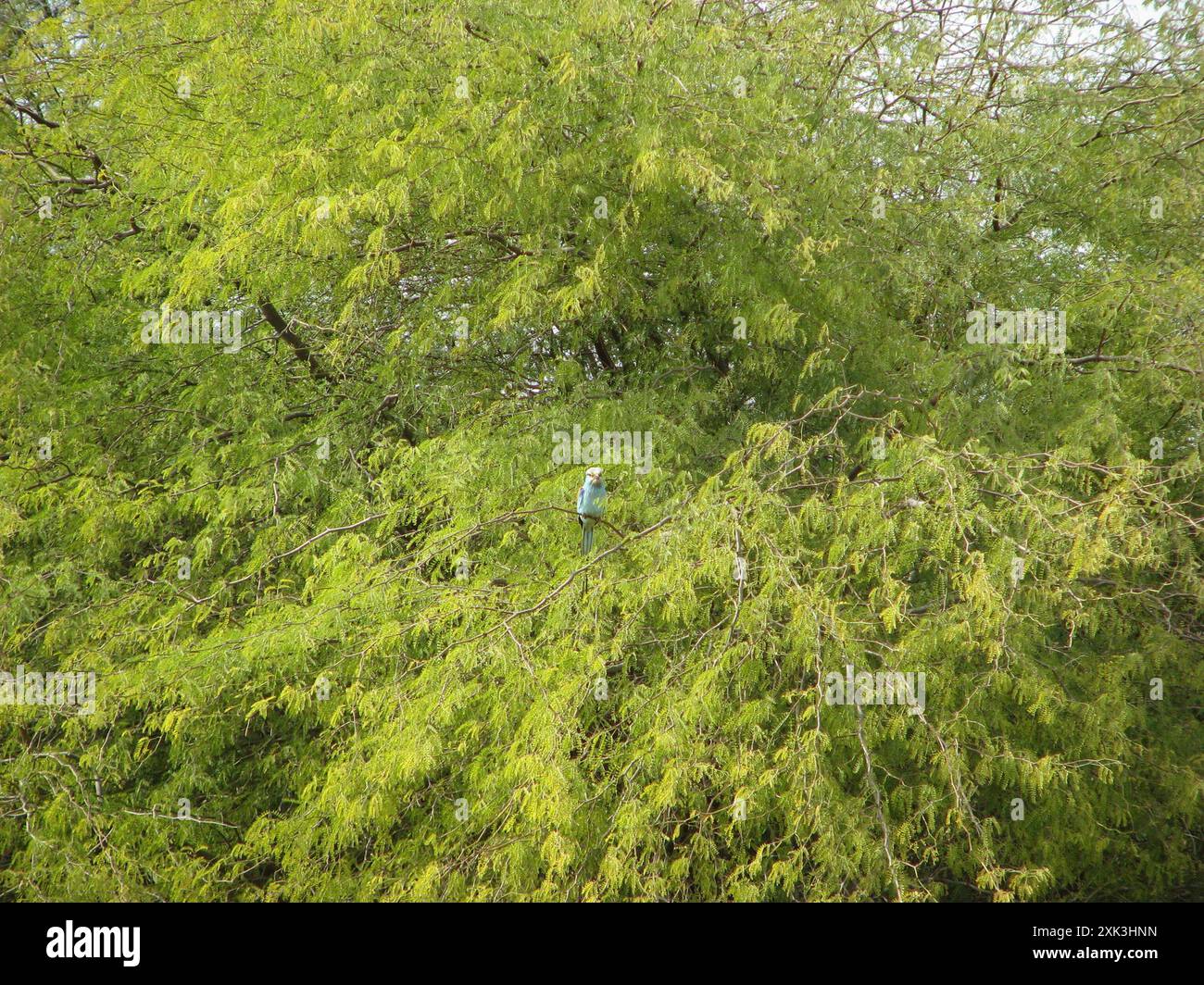 Abyssinian Roller (Coracias abyssinicus) Aves Stock Photo - Alamy