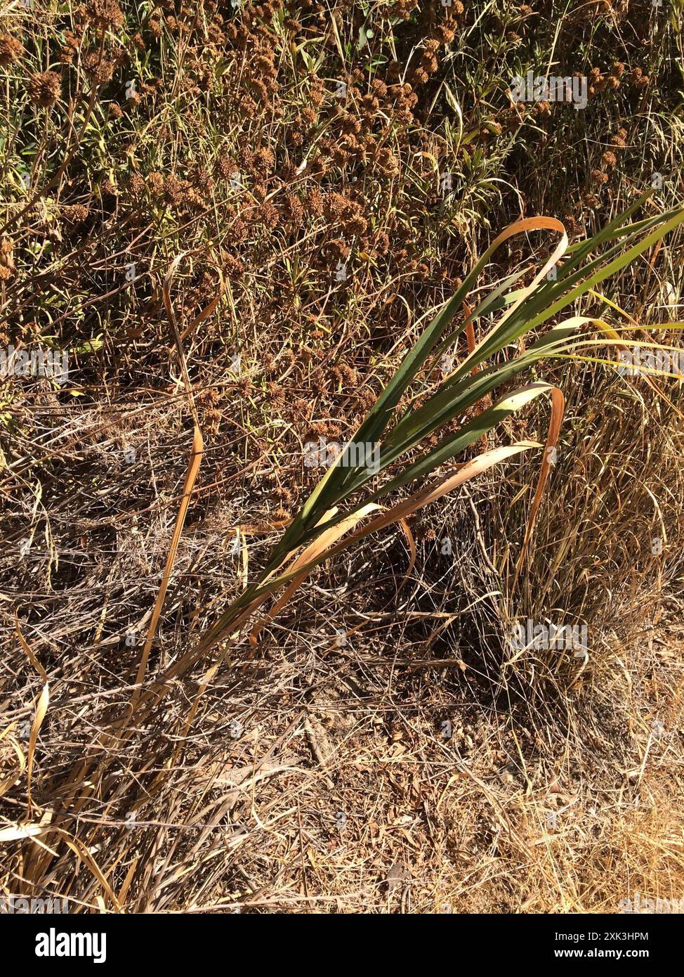giant wild rye (Leymus condensatus) Plantae Stock Photo - Alamy