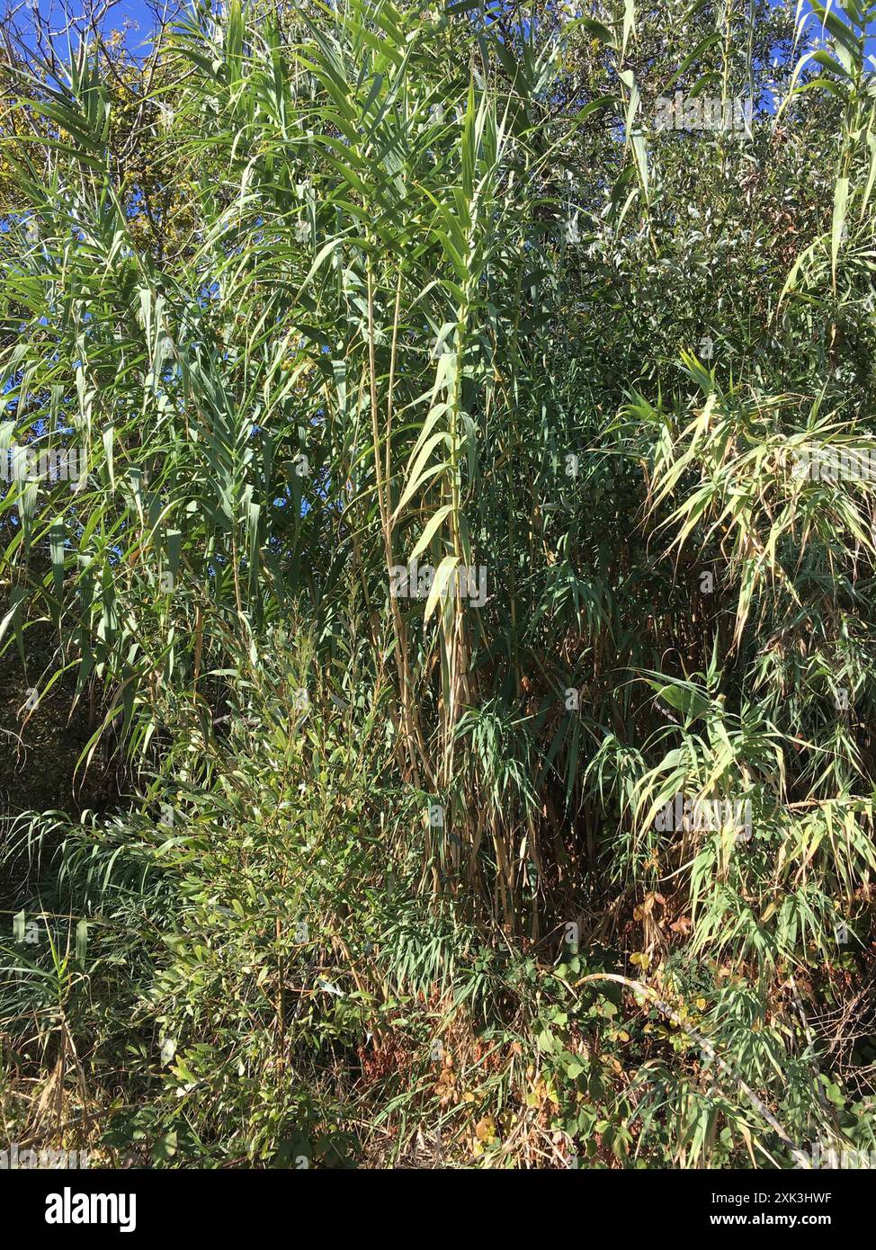 giant reed (Arundo donax) Plantae Stock Photo - Alamy