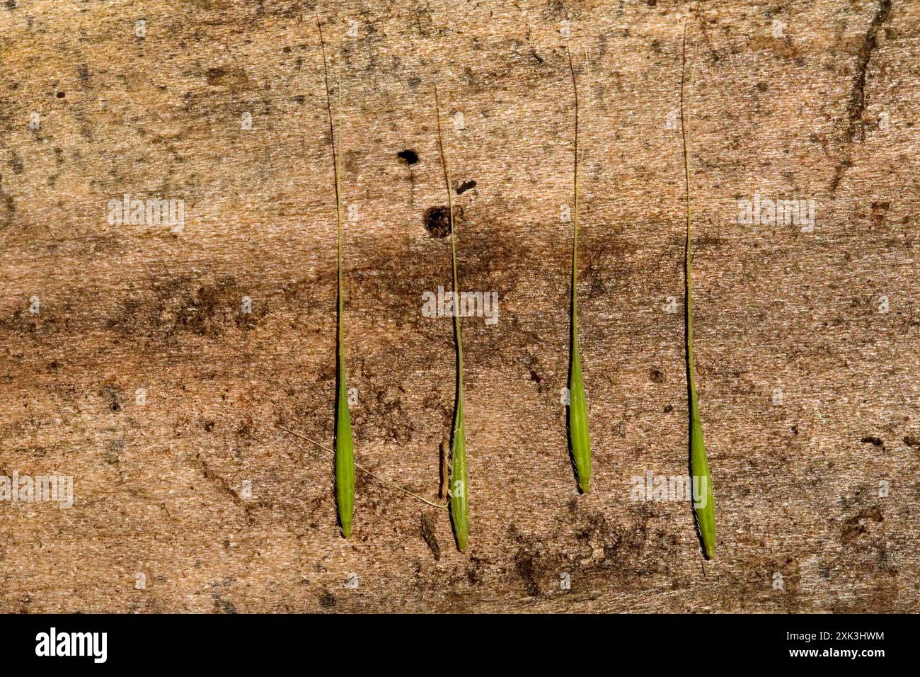 Long-awned Wood Grass (Brachyelytrum erectum) Plantae Stock Photo - Alamy