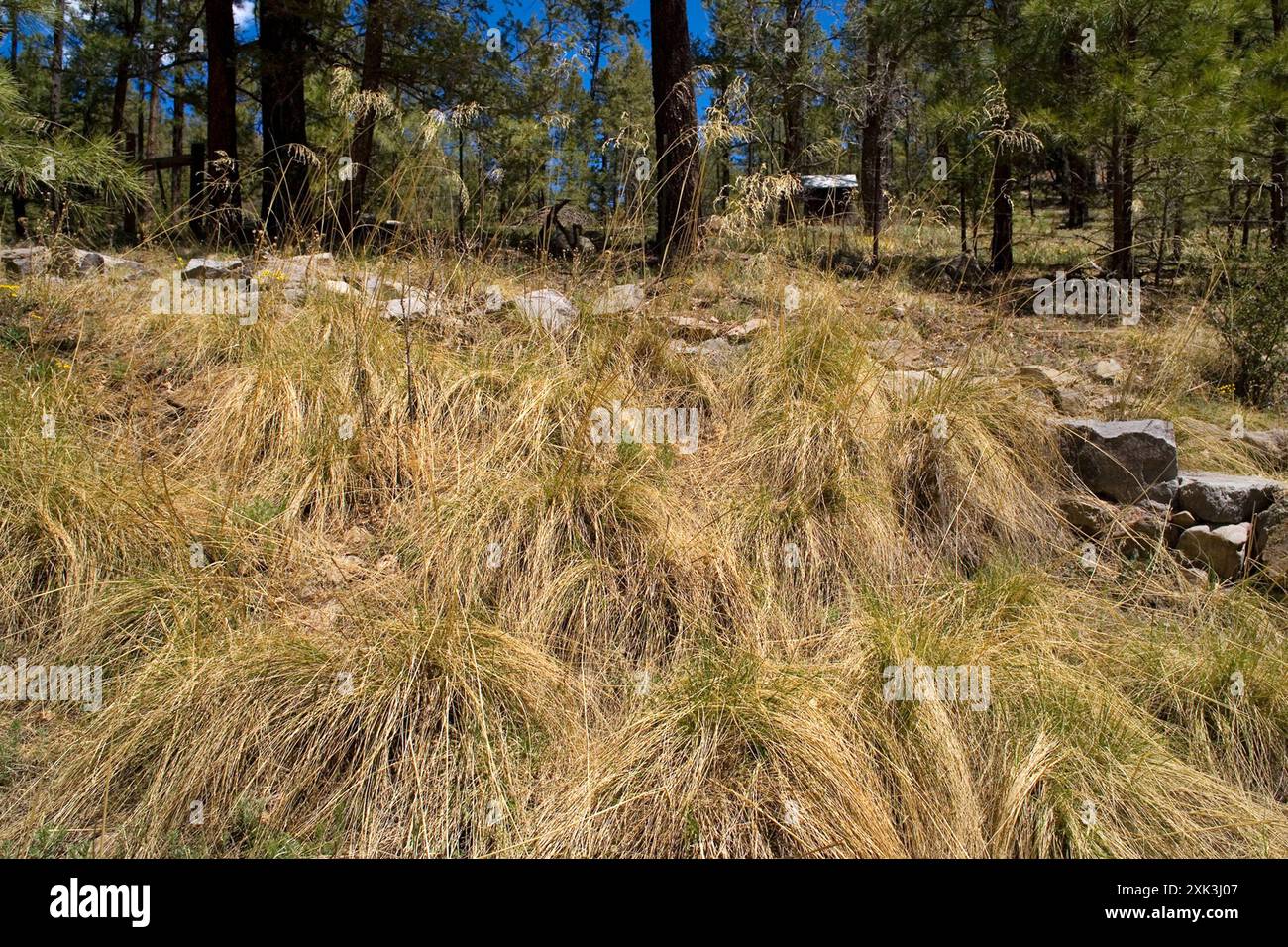 African love grass (Eragrostis curvula) Plantae Stock Photo - Alamy