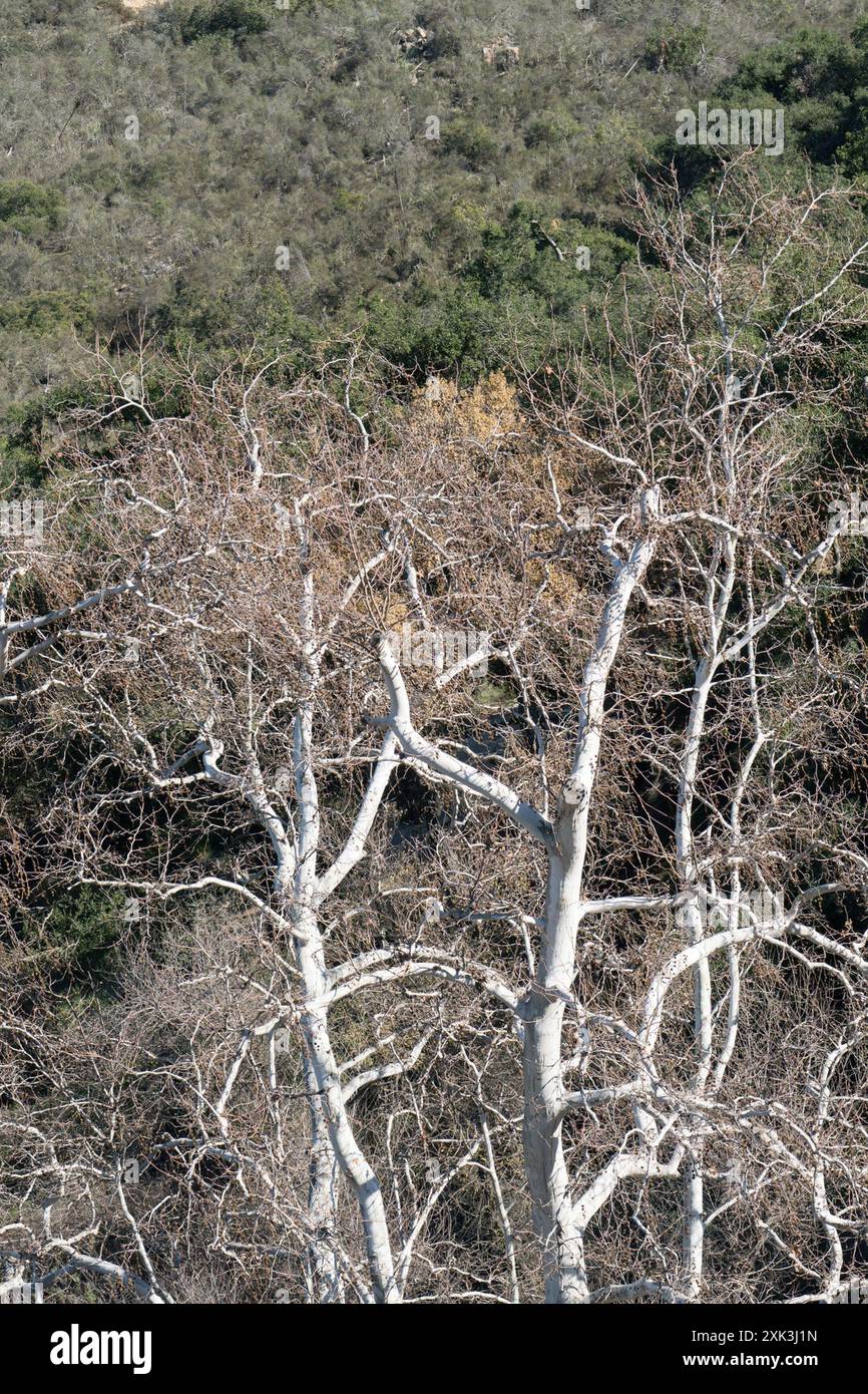 western sycamore (Platanus racemosa) Plantae Stock Photo - Alamy