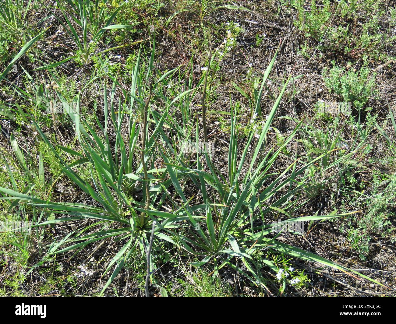 Arkansas yucca hi-res stock photography and images - Alamy