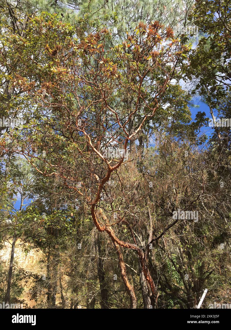Texas madrone (Arbutus xalapensis) Plantae Stock Photo - Alamy