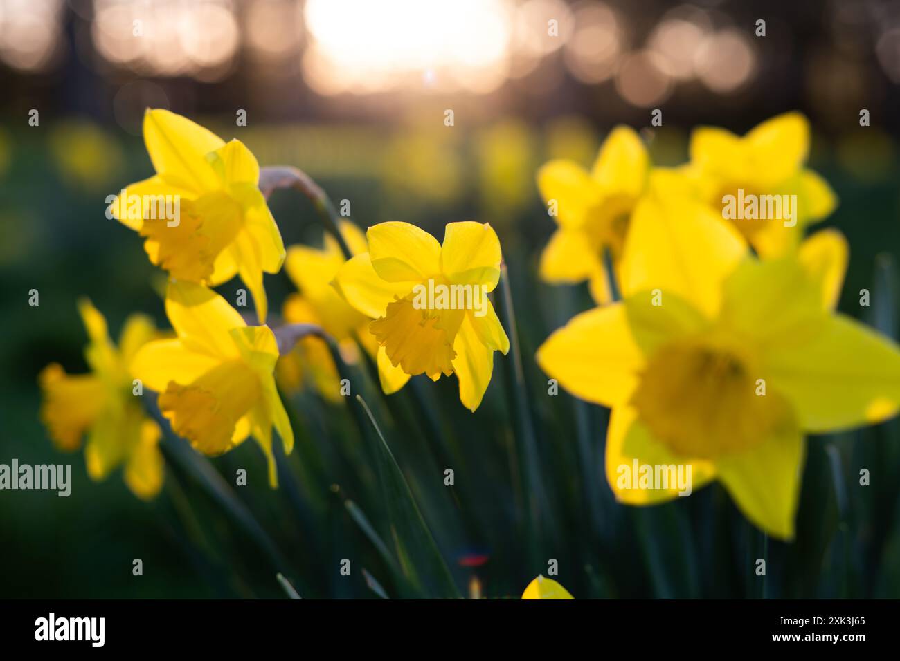WASHINGTON DC — Yellow daffodils are backlit by the setting sun in Lady ...