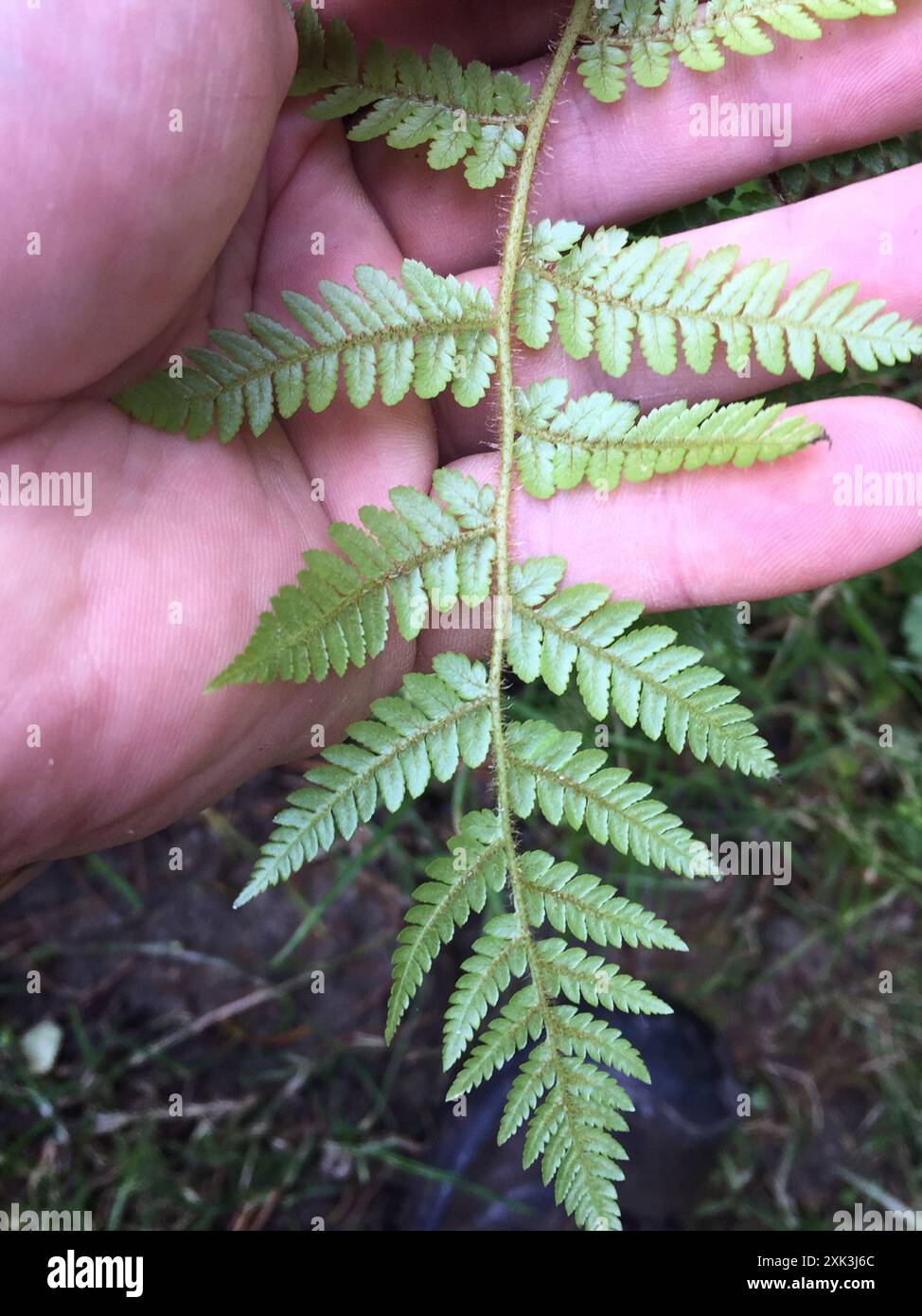 scaly tree ferns (Cyathea) Plantae Stock Photo - Alamy