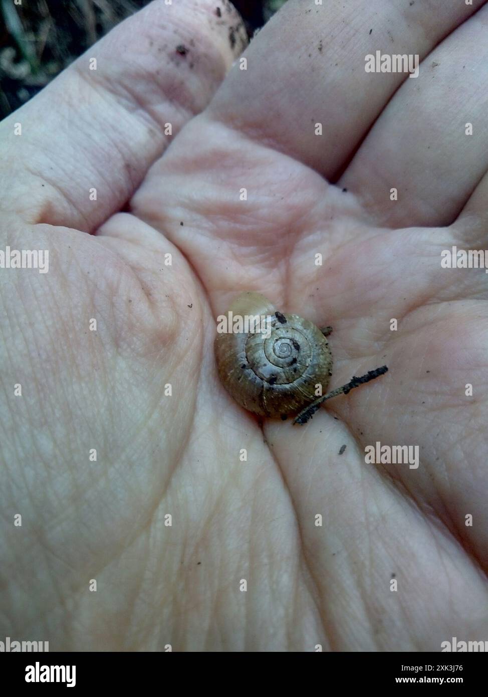 Gray-foot Lancetooth Snail (Haplotrema concavum) Mollusca Stock Photo ...