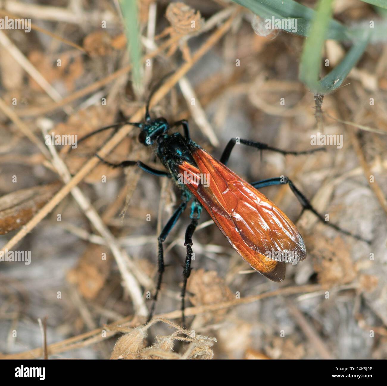 New World Tarantula-hawk Wasps (Pepsis) Insecta Stock Photo - Alamy