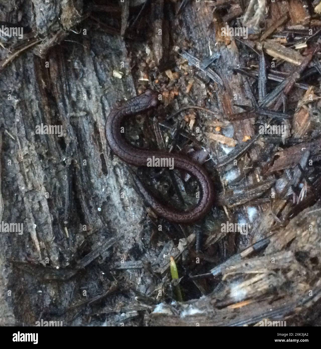 California Slender Salamander (Batrachoseps attenuatus) Amphibia Stock ...