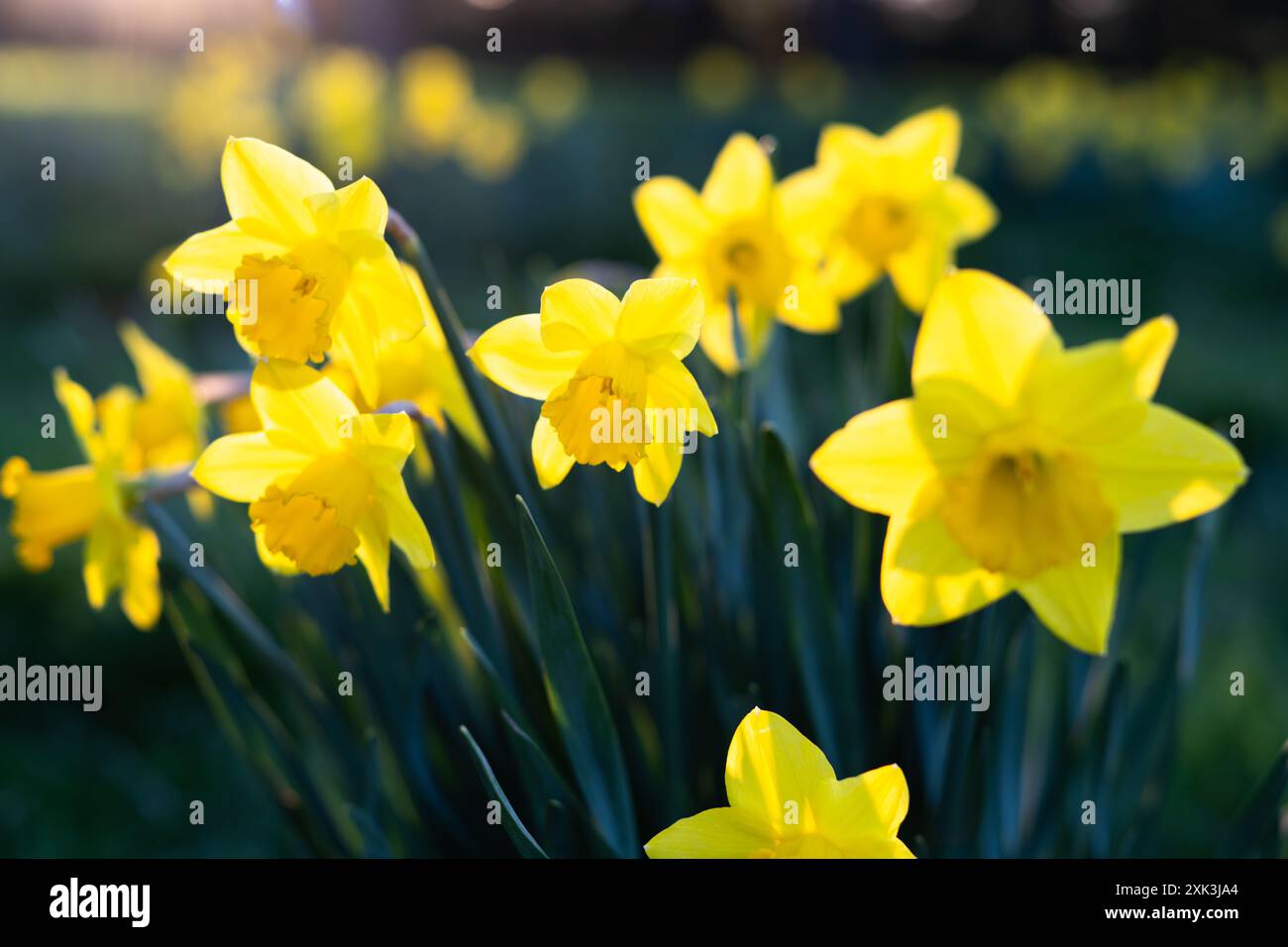 WASHINGTON DC — Yellow daffodils bloom in Lady Bird Johnson Park ...