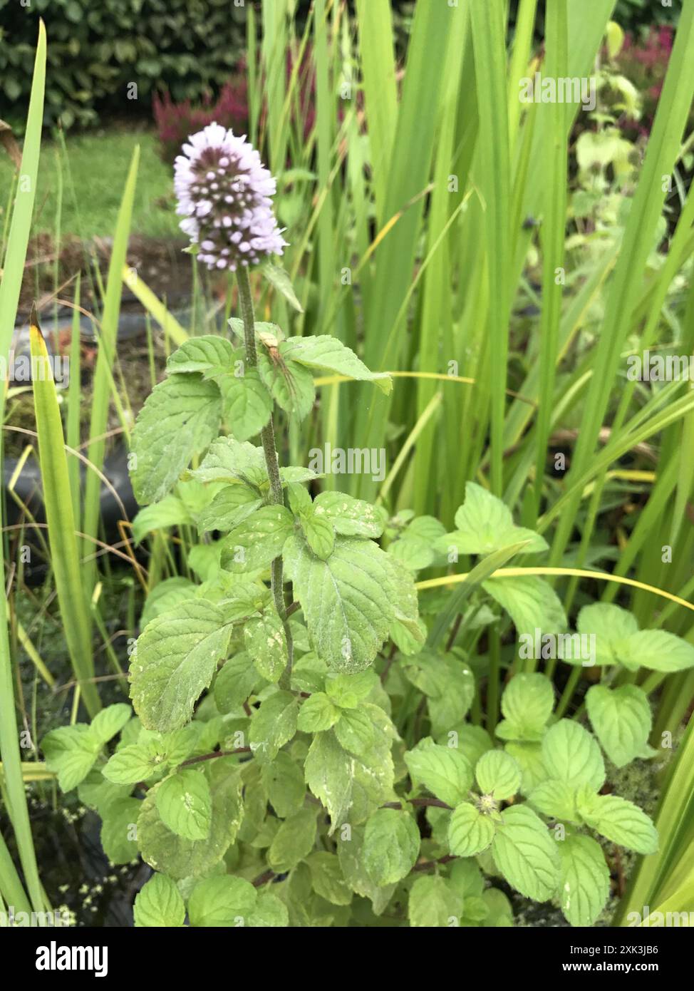 watermint (Mentha aquatica) Plantae Stock Photo - Alamy
