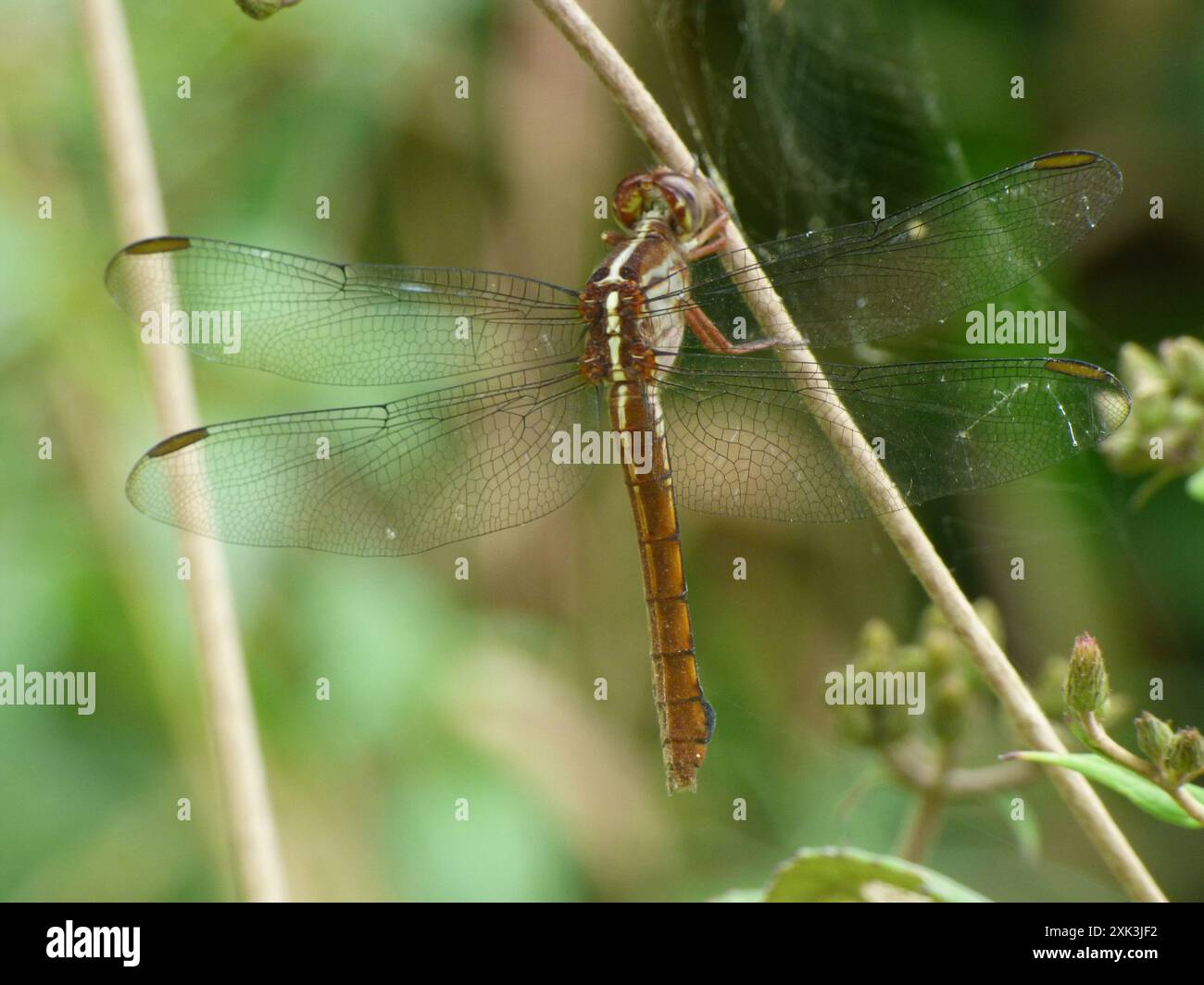 King skimmers hi-res stock photography and images - Alamy