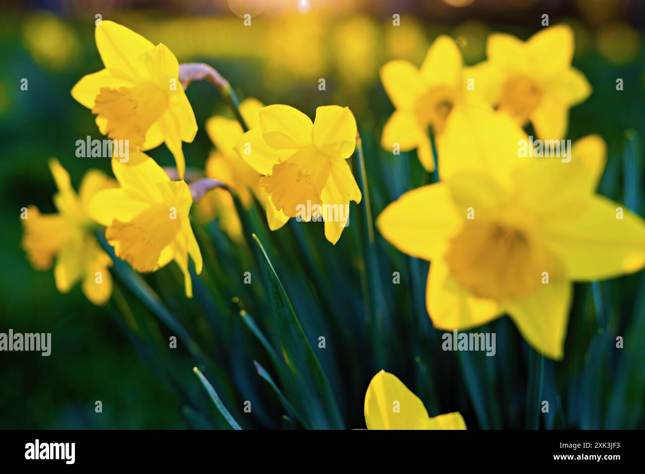 WASHINGTON DC — Yellow daffodils bloom in early spring at Lady Bird ...
