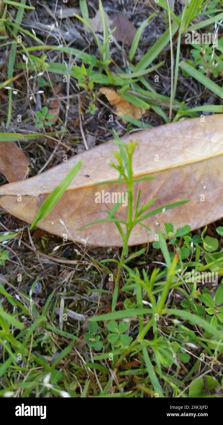Rust Weed (Polypremum procumbens) Plantae Stock Photo - Alamy