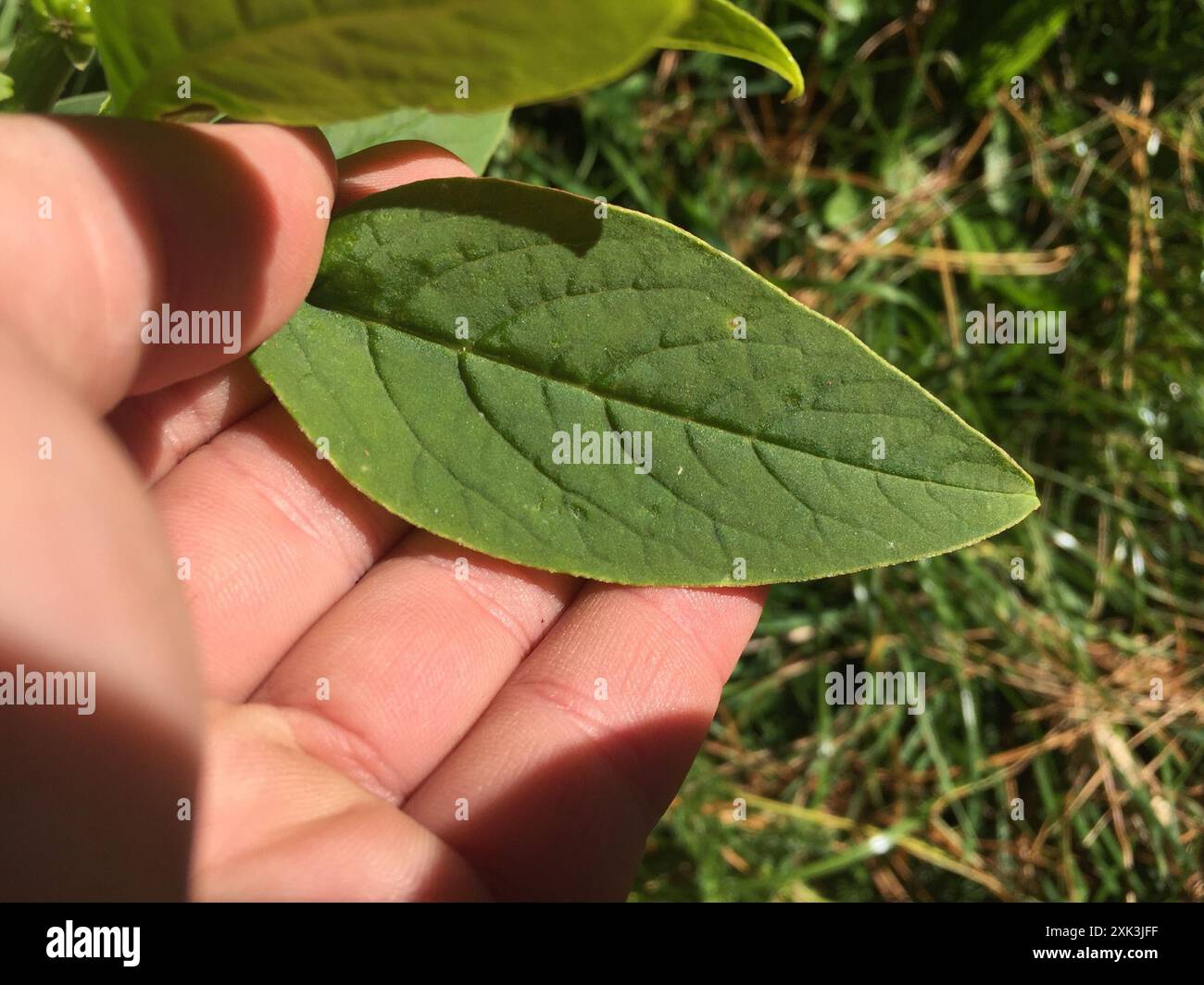 Inkweed (Phytolacca octandra) Plantae Stock Photo - Alamy