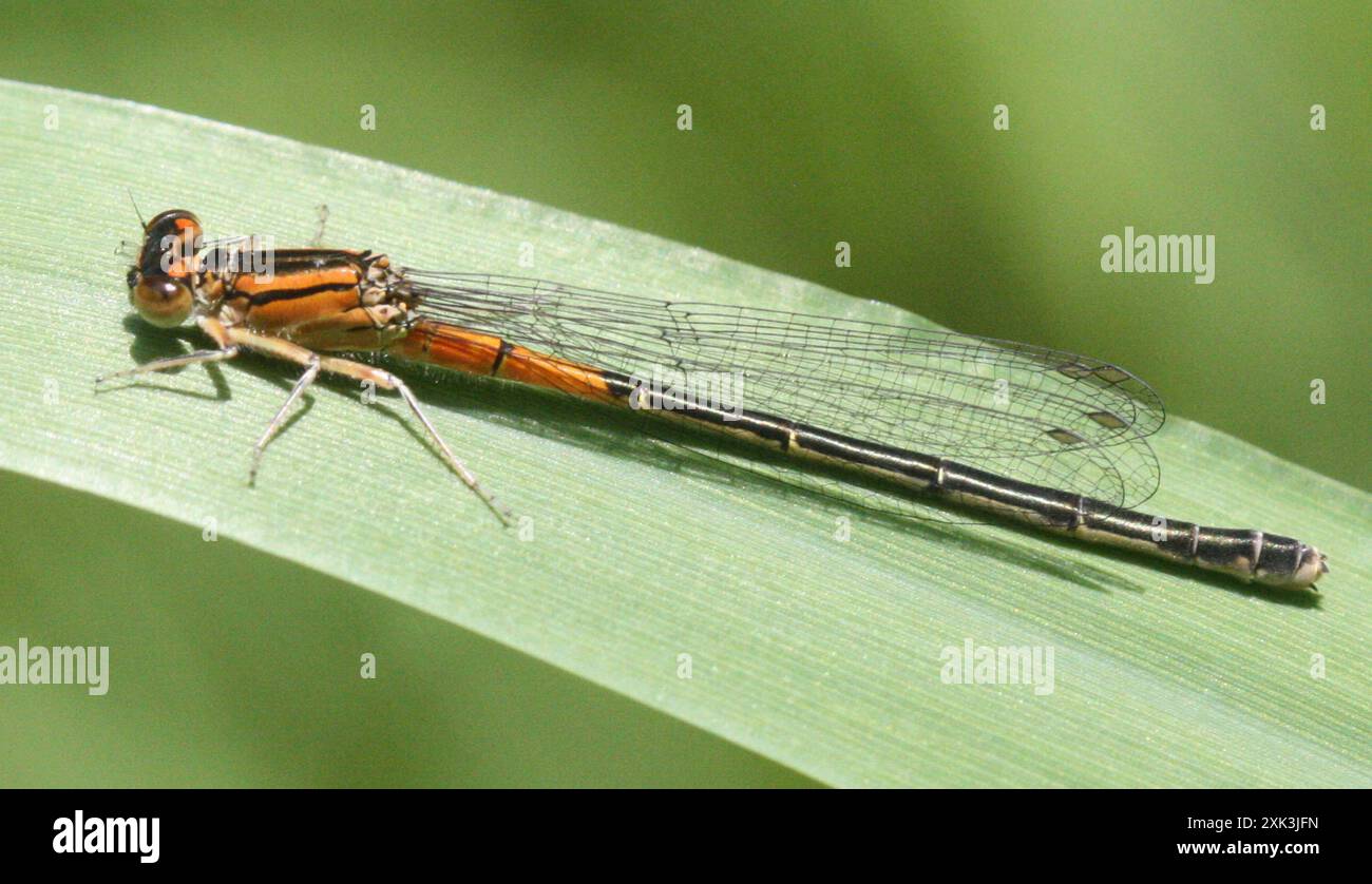 Eastern Forktail (Ischnura verticalis) Insecta Stock Photo - Alamy