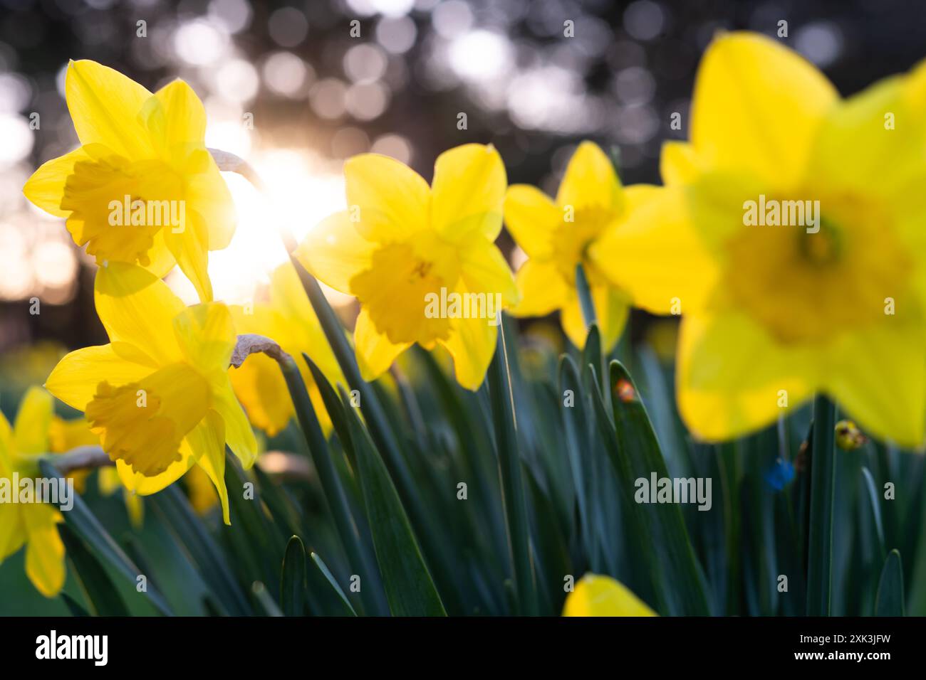 WASHINGTON DC — Yellow daffodils bloom in Lady Bird Johnson Park near ...