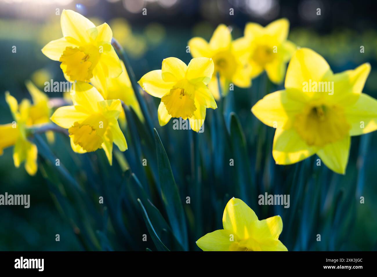 WASHINGTON DC — Yellow daffodils bloom in Lady Bird Johnson Park near ...