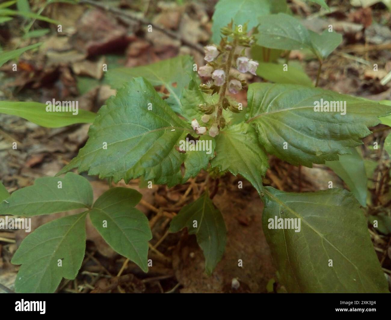 beefsteak plant (Perilla frutescens) Plantae Stock Photo - Alamy