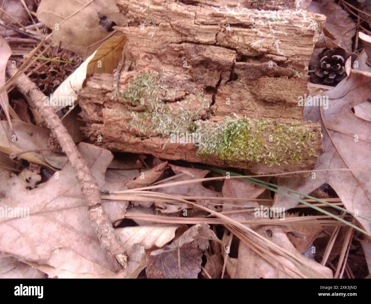 joint-toothed mosses (Bryopsida) Plantae Stock Photo - Alamy
