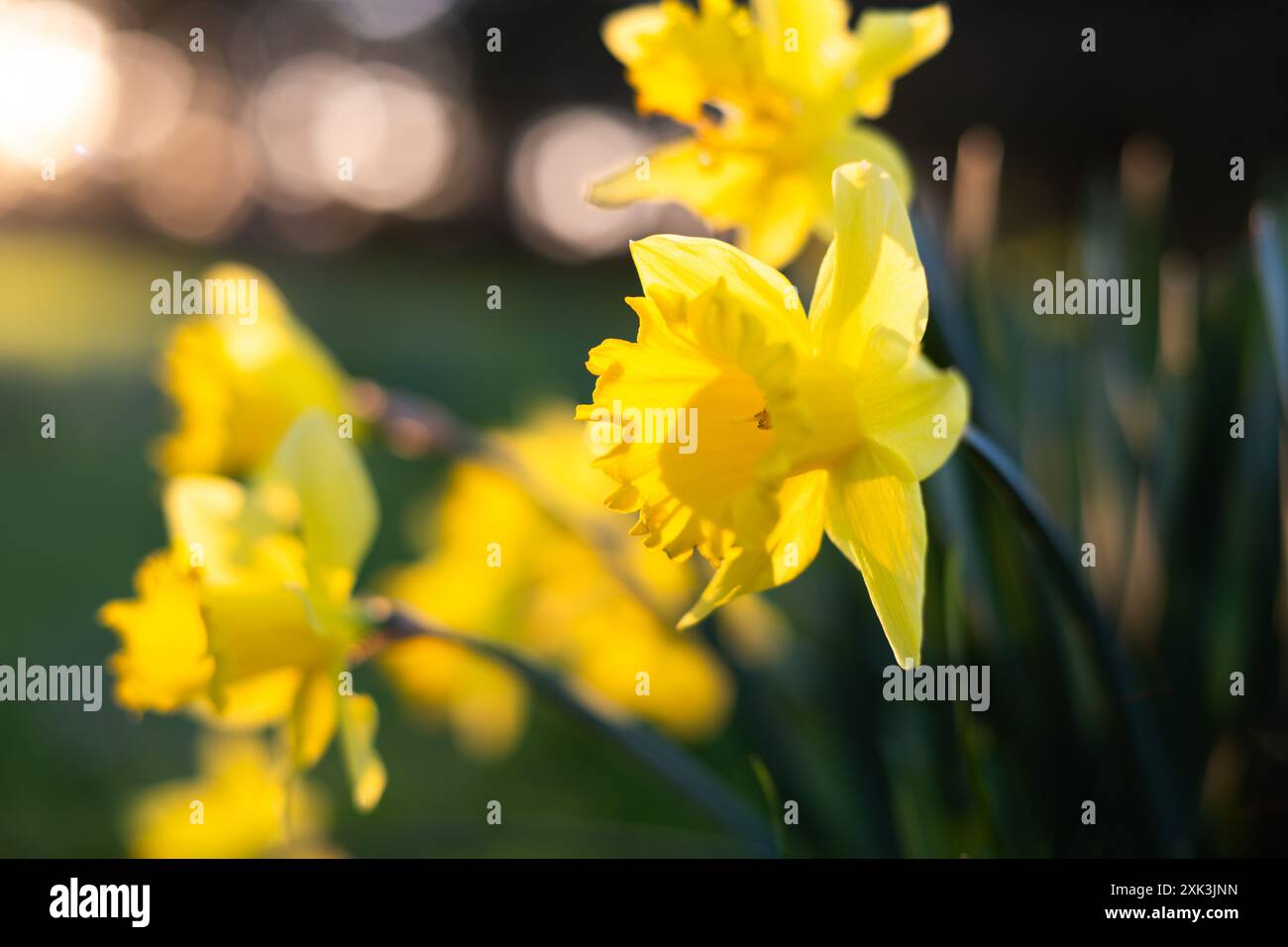 WASHINGTON DC — Yellow daffodils bloom in Lady Bird Johnson Park near ...