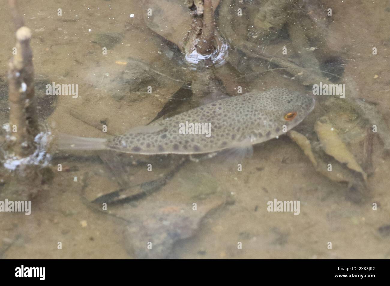 Common Toadfish (Tetractenos hamiltoni) Actinopterygii Stock Photo - Alamy