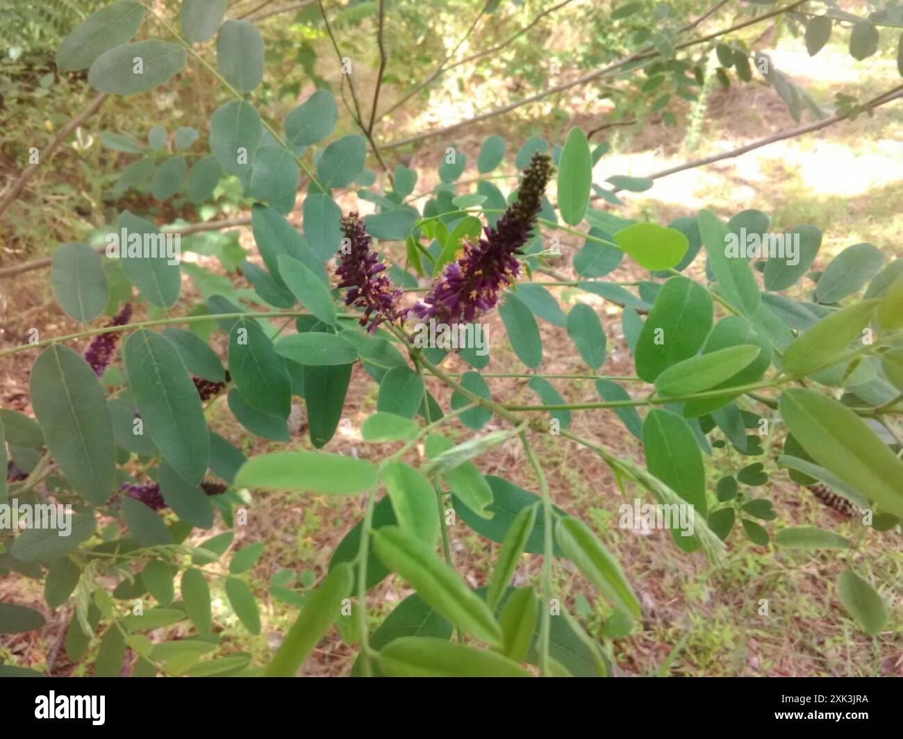 false indigo bush (Amorpha fruticosa) Plantae Stock Photo - Alamy