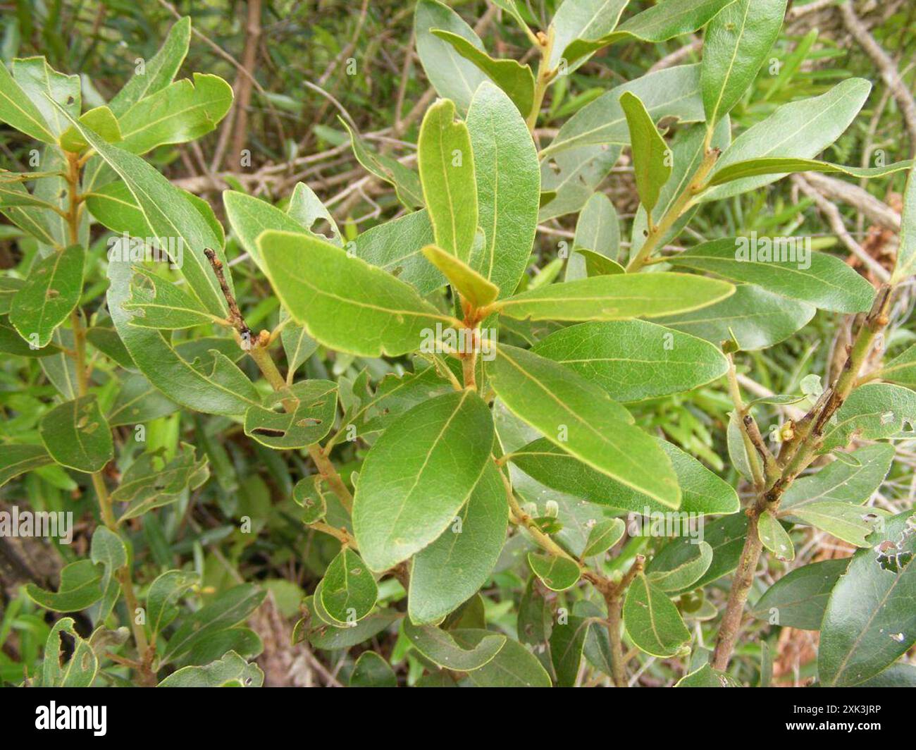Bushveld Hairy Guarri (Euclea natalensis angustifolia) Plantae Stock ...