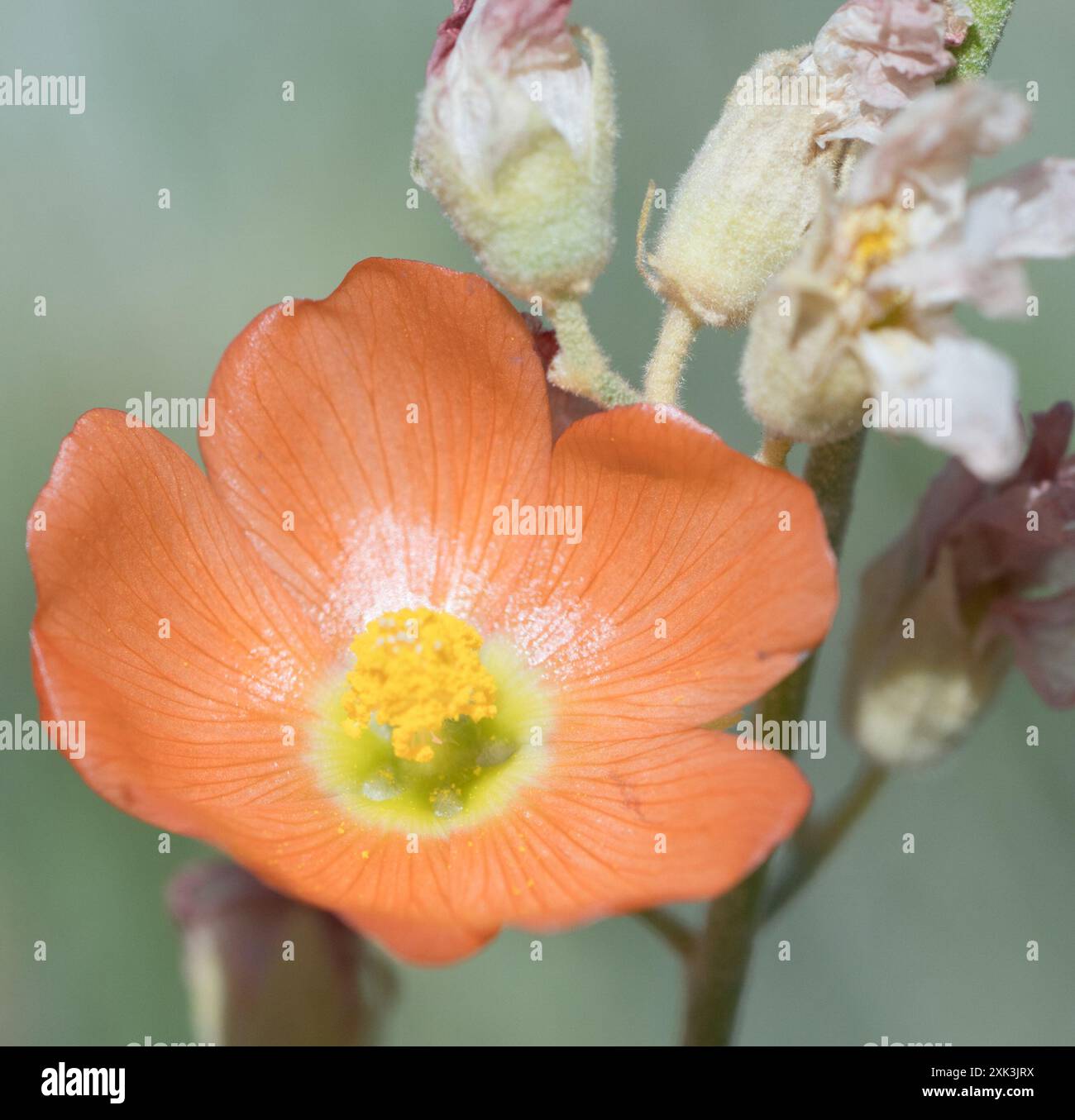 apricot mallow (Sphaeralcea ambigua) Plantae Stock Photo - Alamy