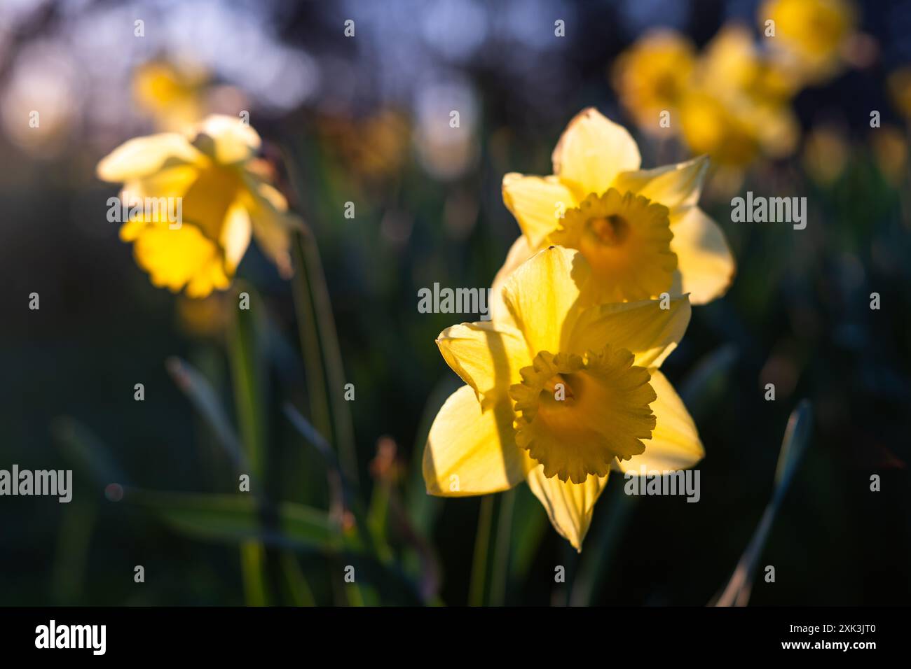 WASHINGTON DC, United States — Daffodils bloom in vibrant shades of ...