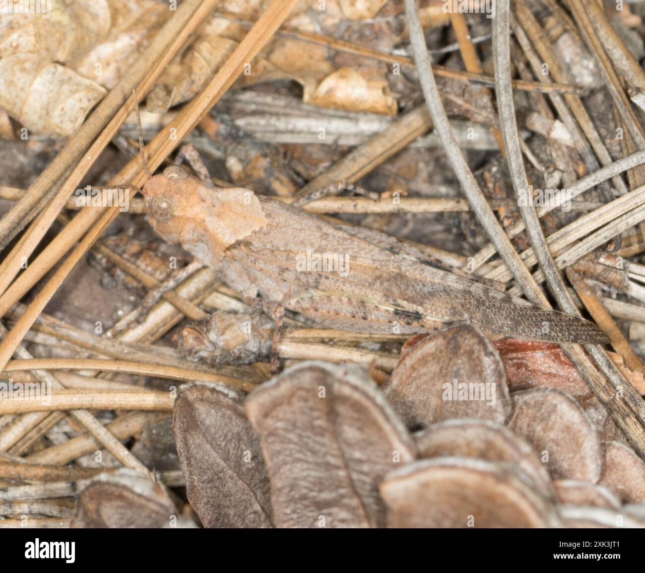Trimerotropis verruculata suffusa hi-res stock photography and images ...