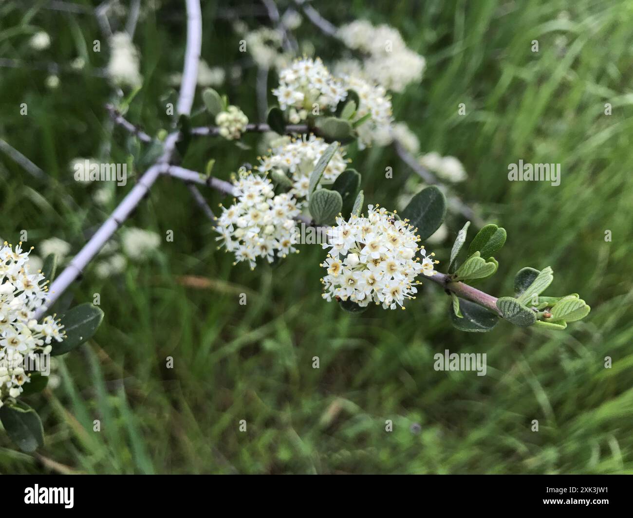 Buckbrush (Ceanothus cuneatus) Plantae Stock Photo - Alamy