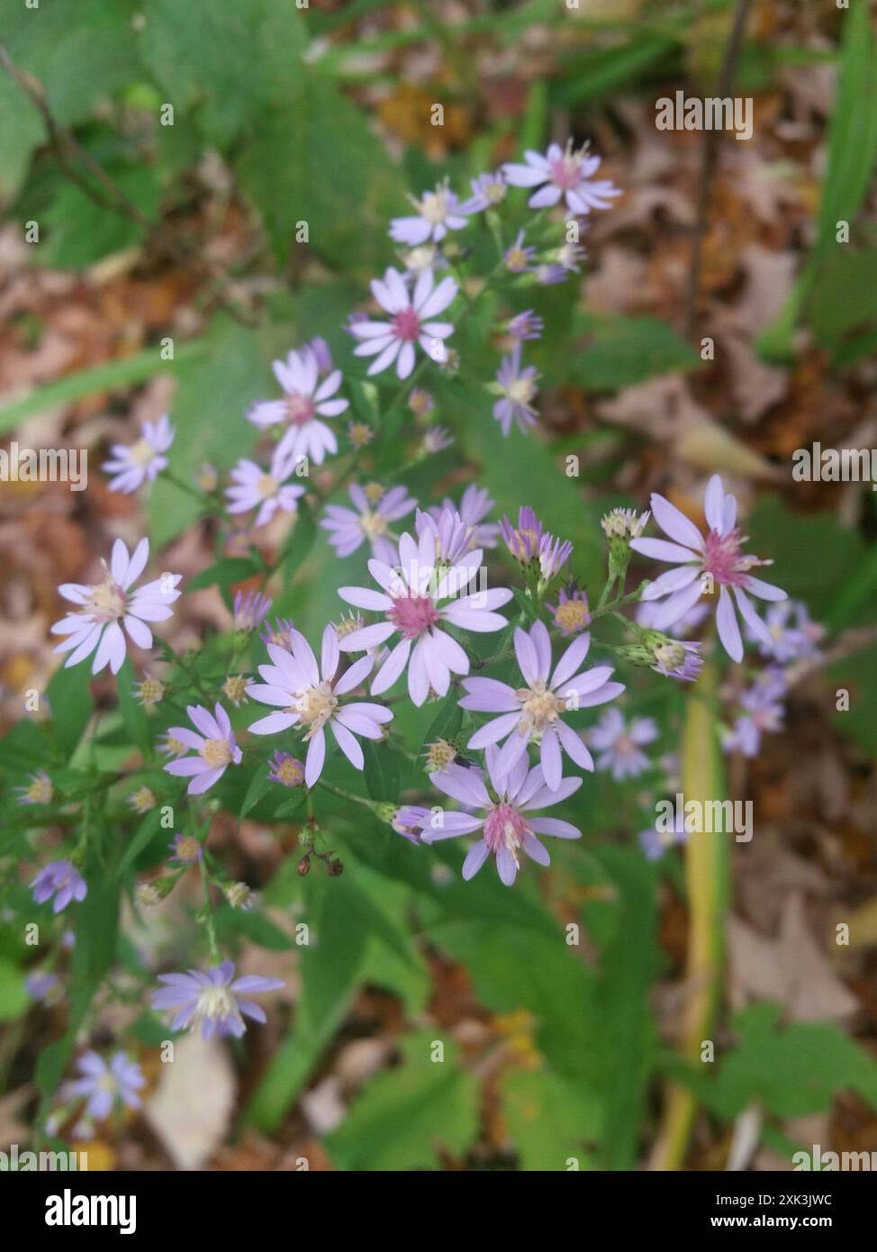 Common Blue Wood Aster (Symphyotrichum cordifolium) Plantae Stock Photo ...