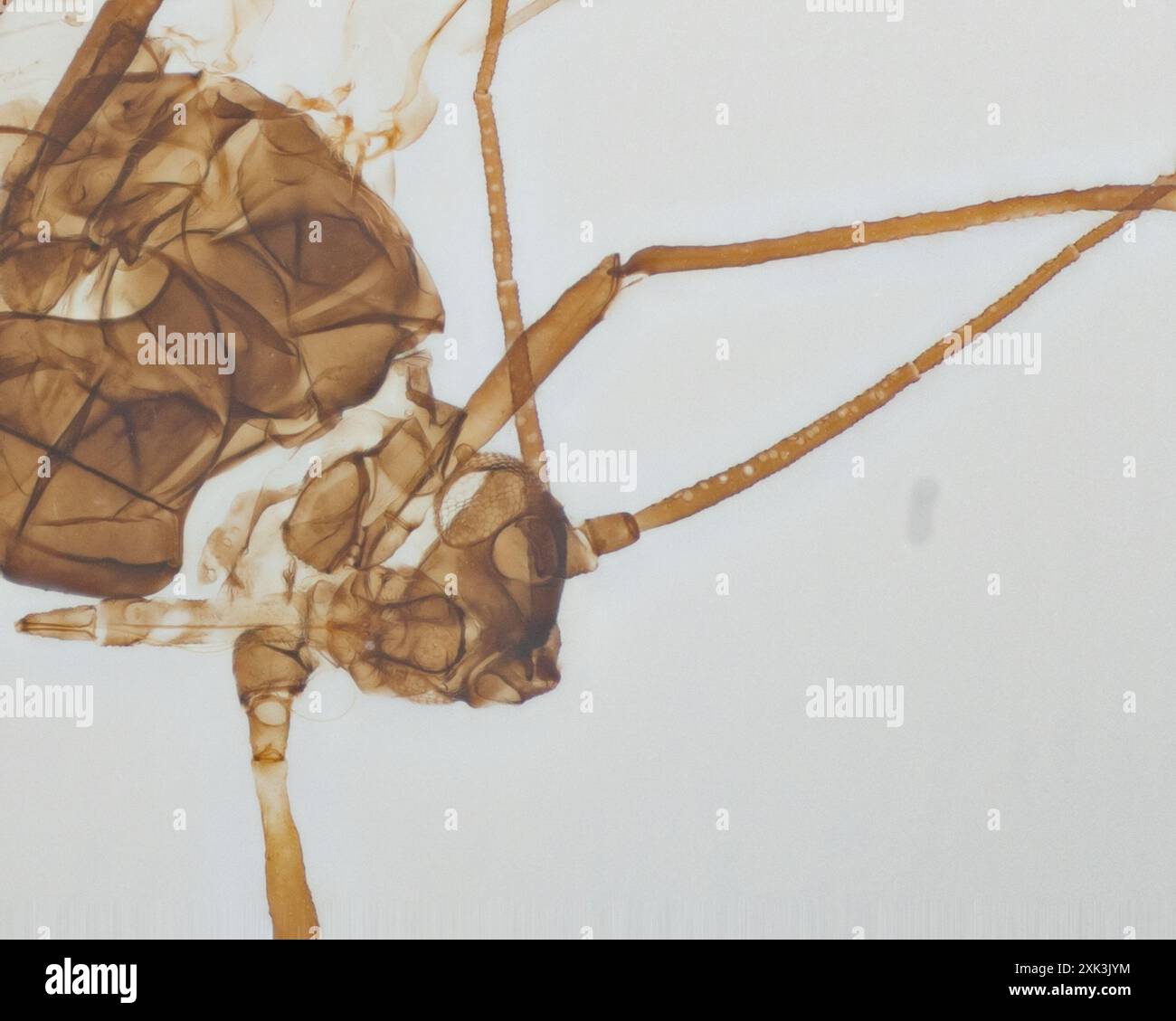 Bird Cherry-oat Aphid (Rhopalosiphum padi) Insecta Stock Photo - Alamy