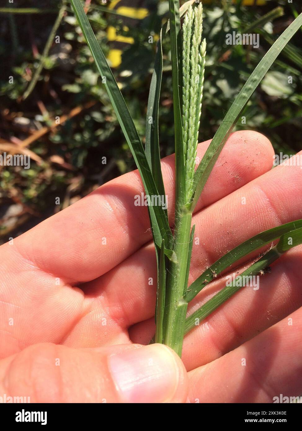 Goose Grass (Eleusine indica) Plantae Stock Photo - Alamy