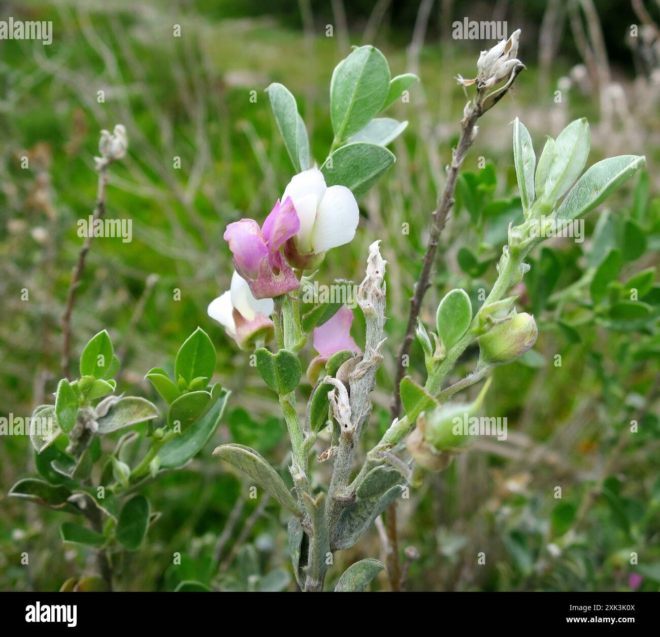 Myrtle Capesweetpea (Podalyria myrtillifolia) Plantae Stock Photo - Alamy