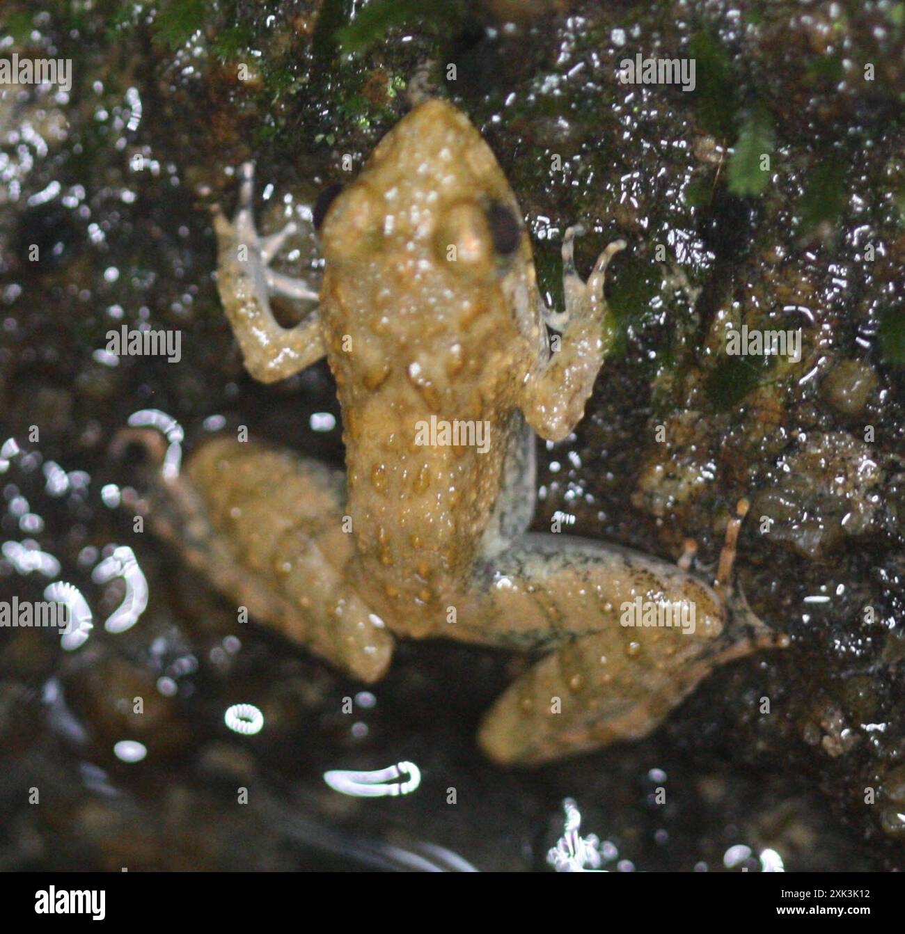 Blyth's River Frog (Limnonectes blythii) Amphibia Stock Photo - Alamy