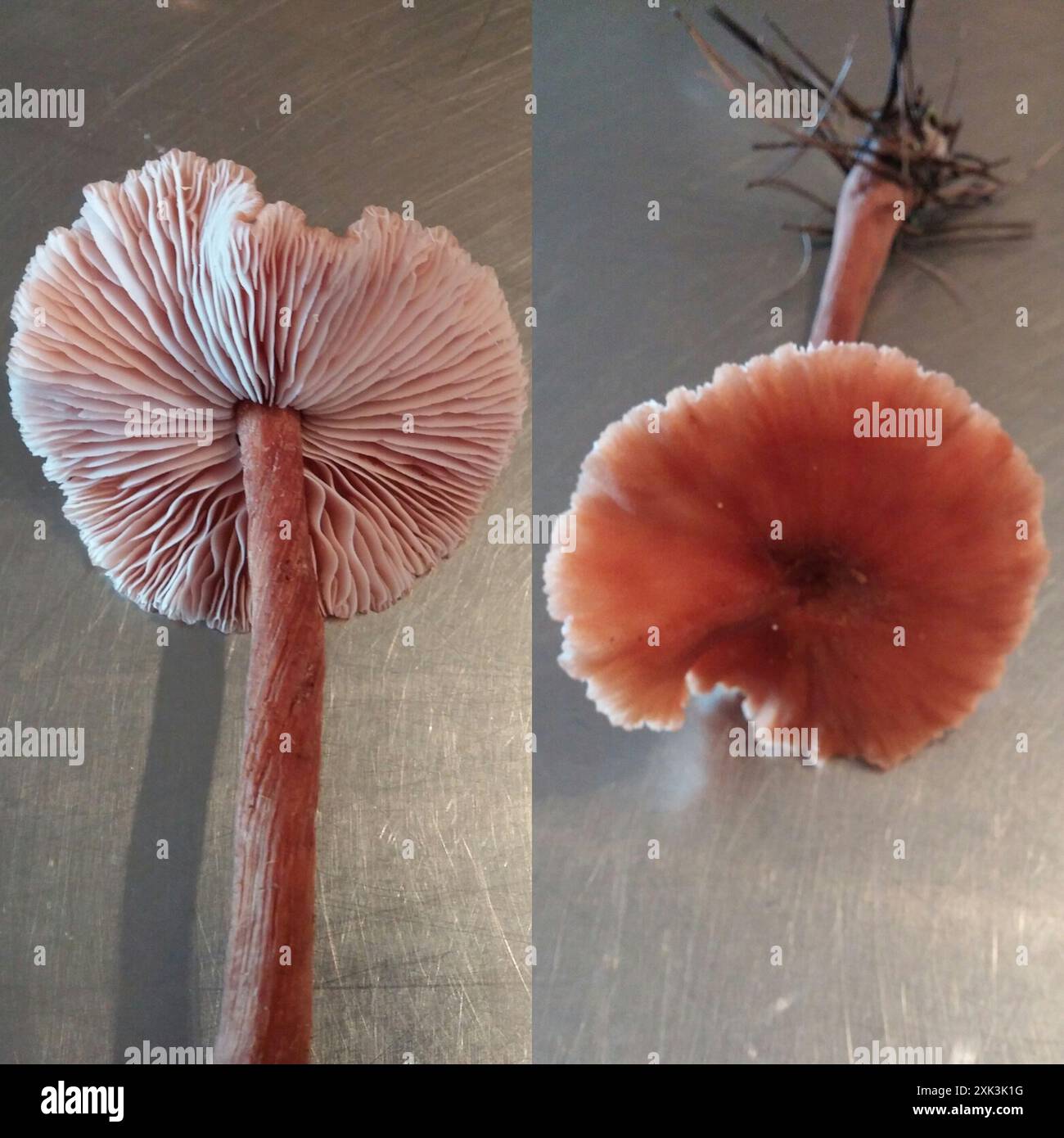 Deceivers (Laccaria) Fungi Stock Photo - Alamy