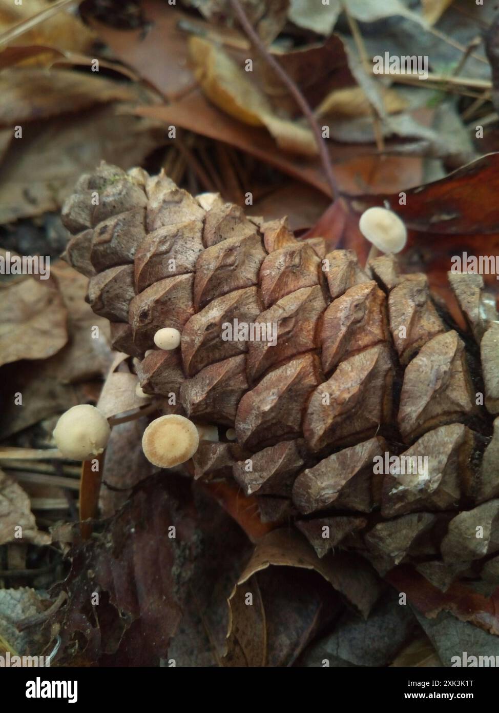 Conifercone cap hi-res stock photography and images - Alamy