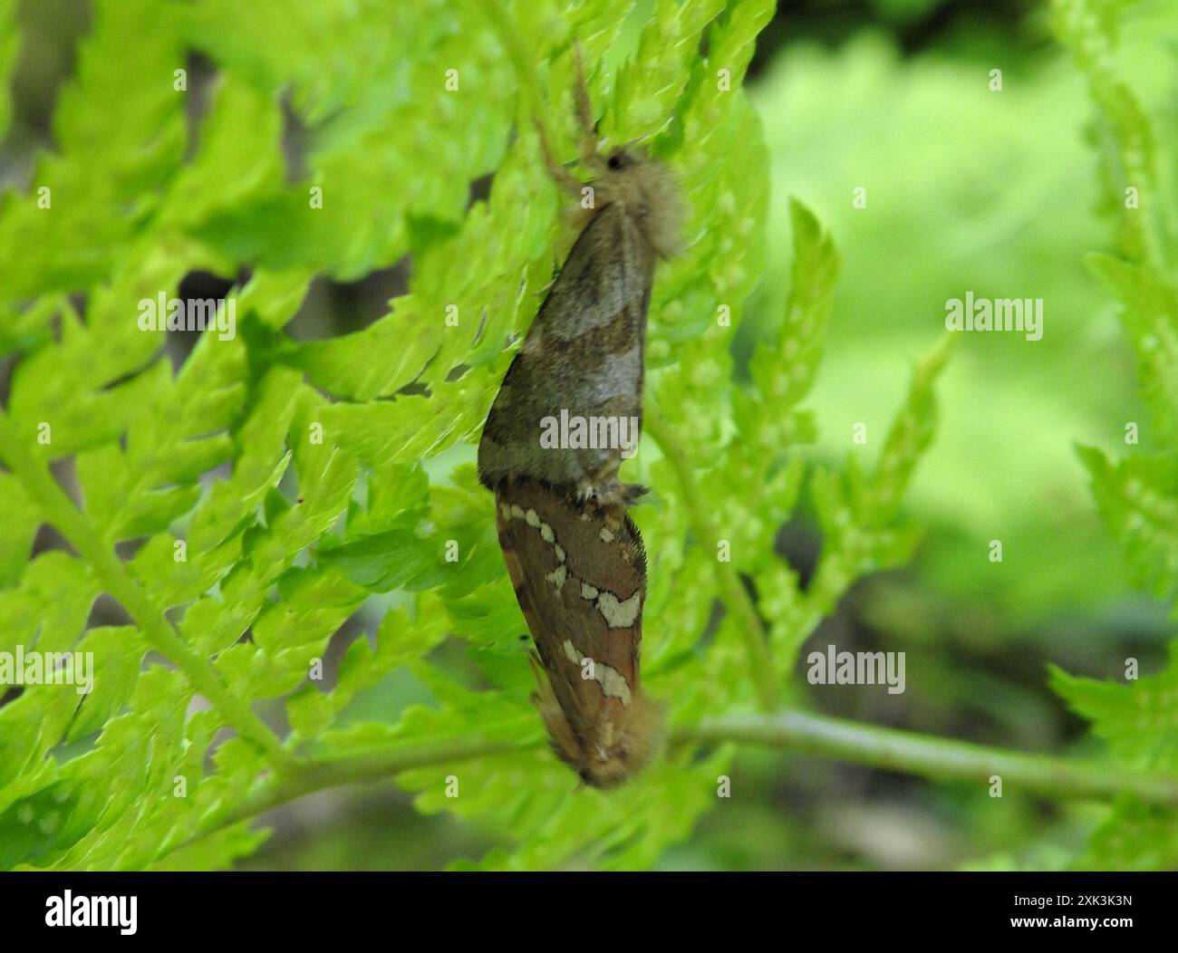 Gold Swift (Phymatopus hecta) Insecta Stock Photo - Alamy