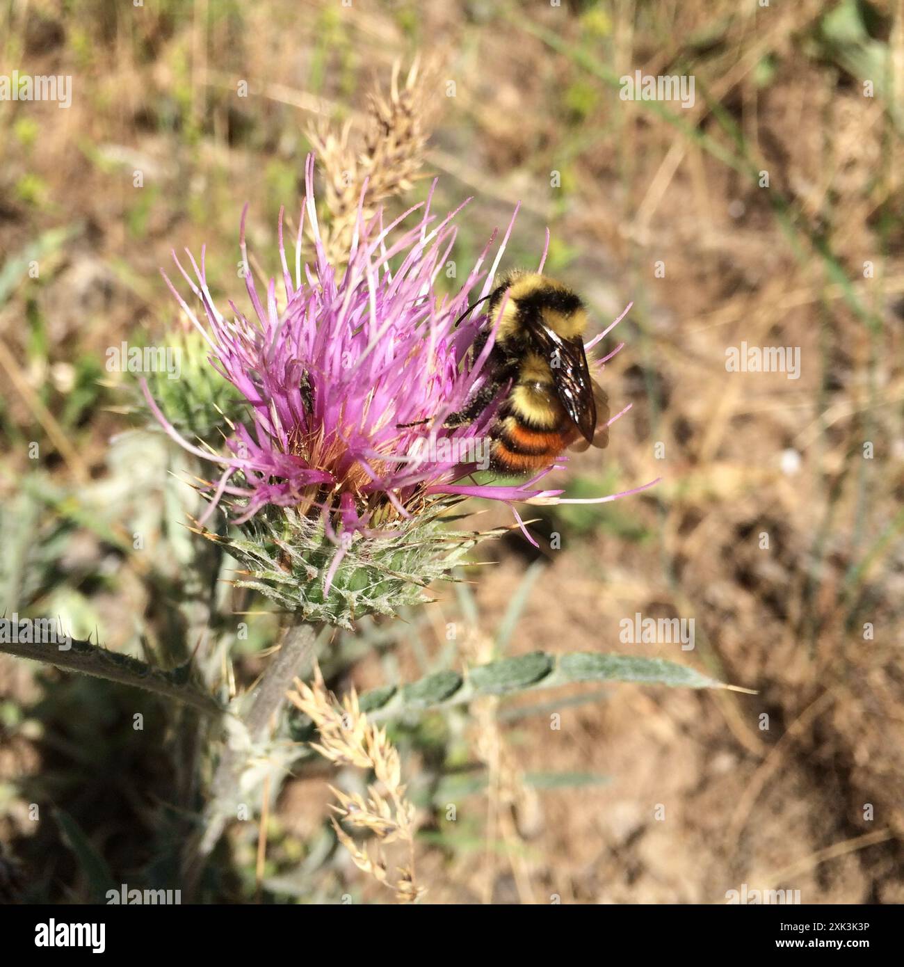 Great Basin Bumble Bee (Bombus centralis) Insecta Stock Photo - Alamy