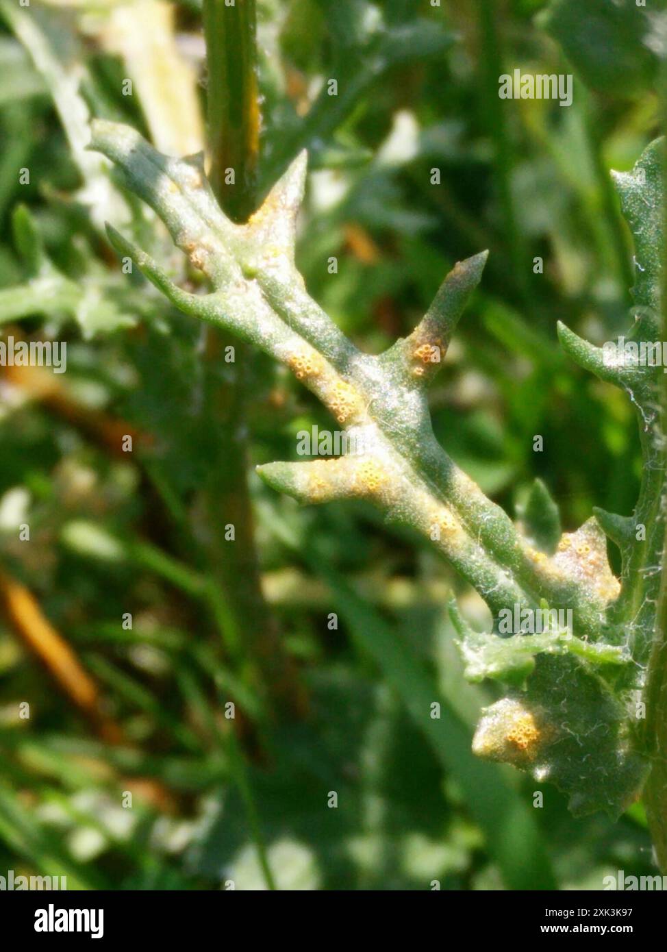 Groundsel crown rust (Puccinia lagenophorae) Fungi Stock Photo - Alamy
