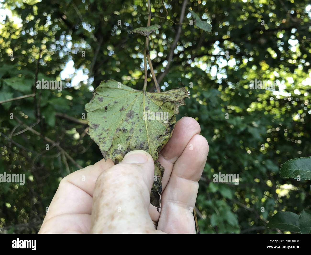 frost grape (Vitis vulpina) Plantae Stock Photo - Alamy