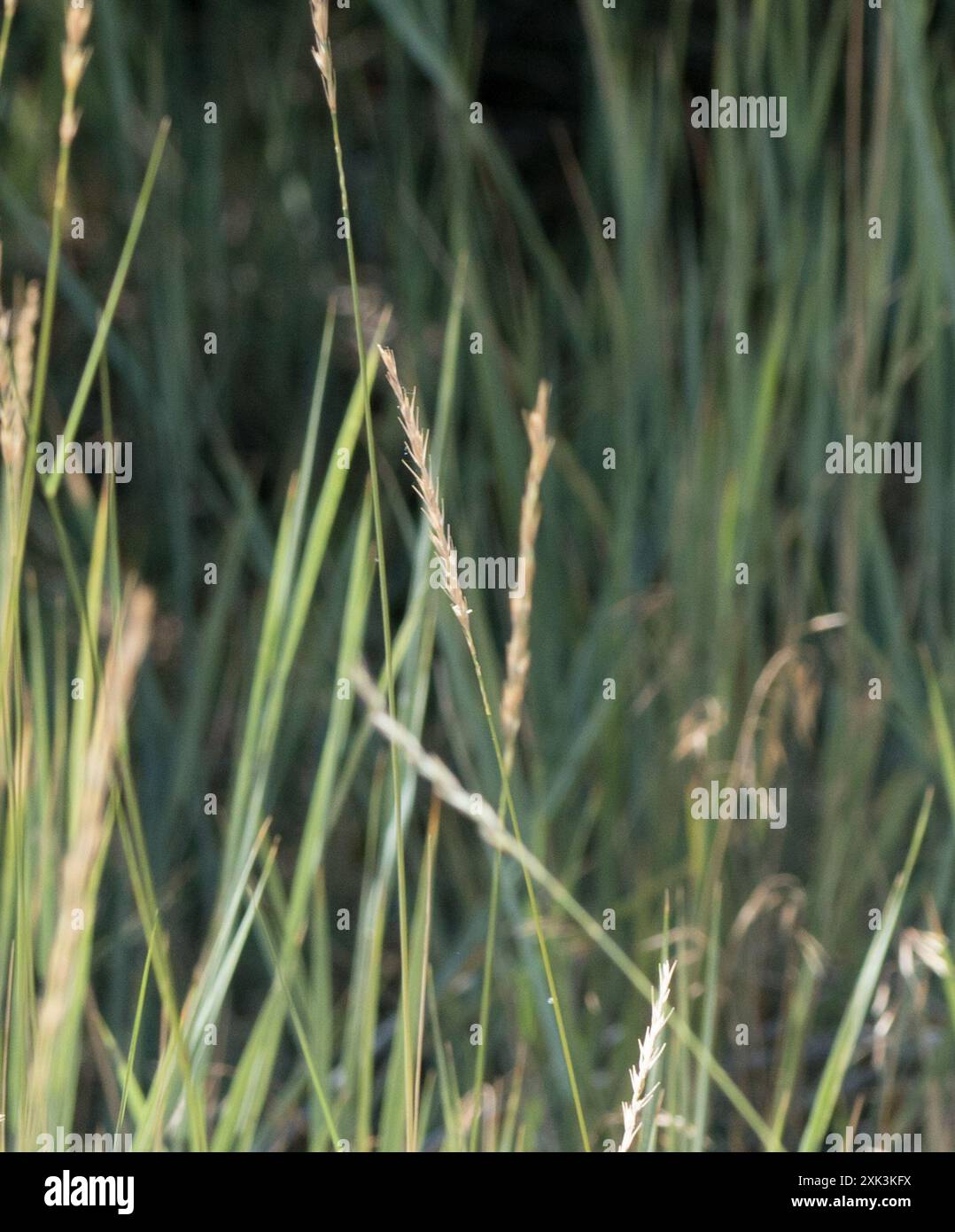 Wild Ryes and Wheatgrasses (Elymus) Plantae Stock Photo - Alamy