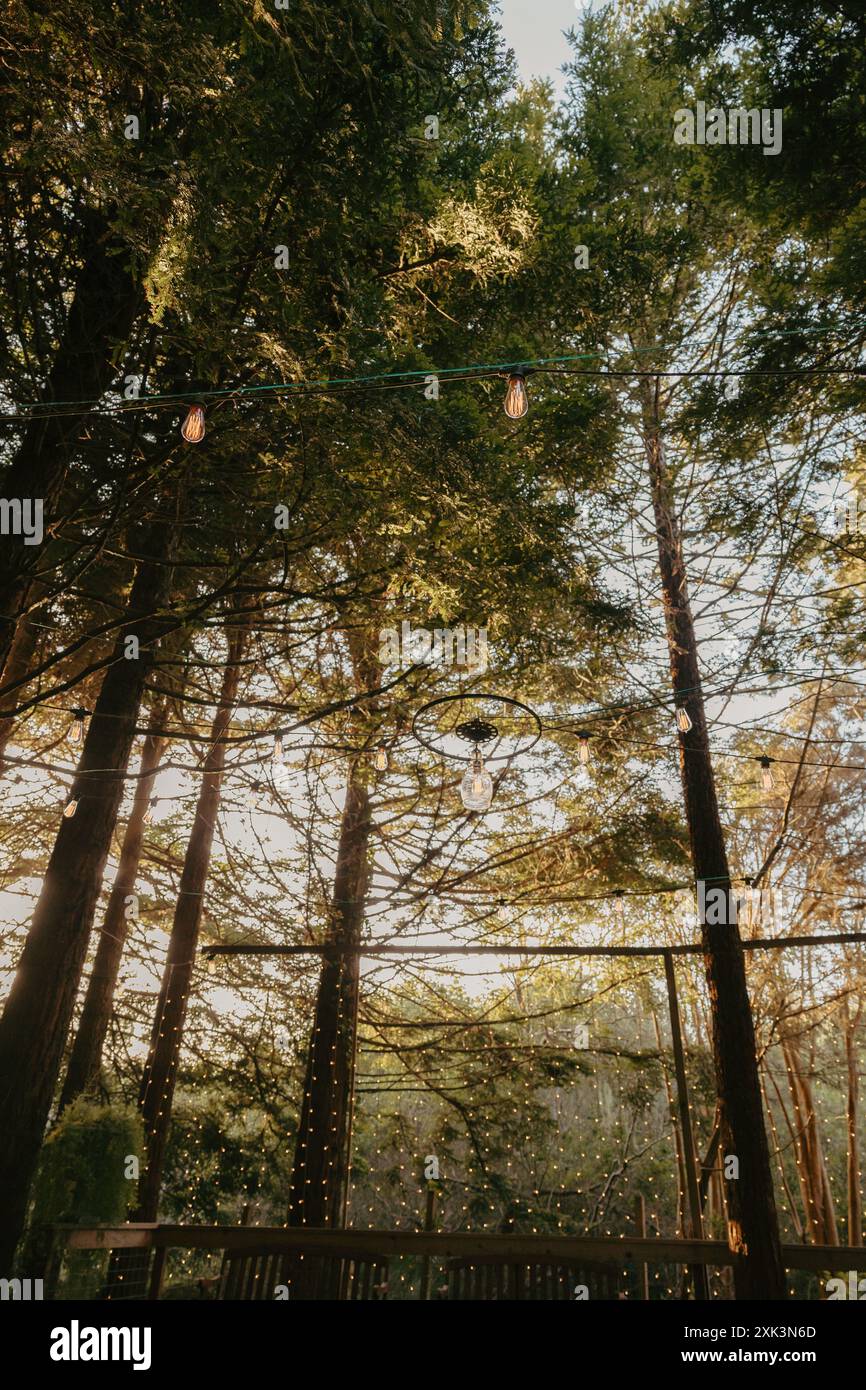 An outdoor scene of string lights hanging among tall trees during ...