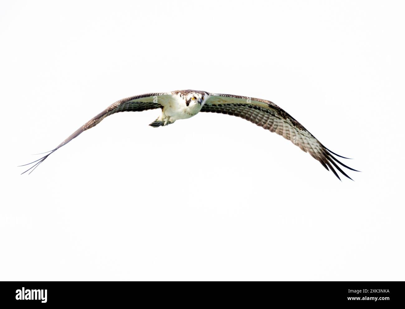 In flight hi hi-res stock photography and images - Alamy