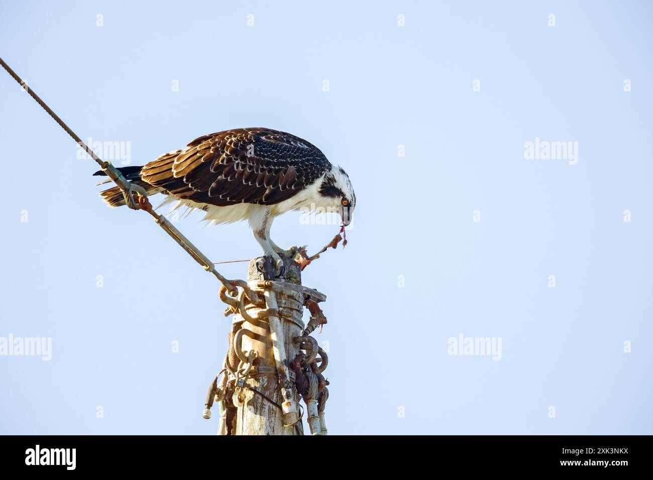 Osprey on boat mast eating fish hi-res stock photography and images - Alamy