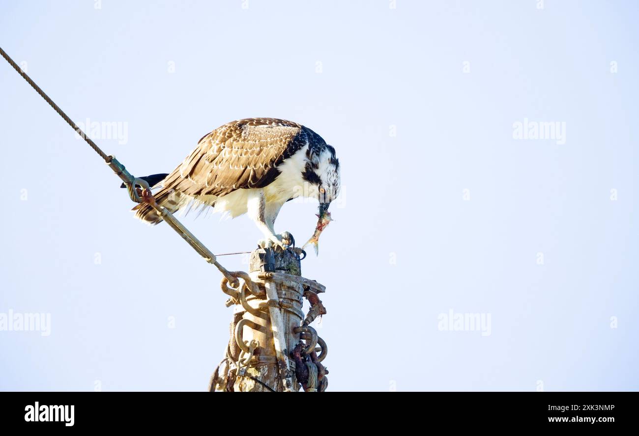 Osprey on boat mast hi-res stock photography and images - Alamy