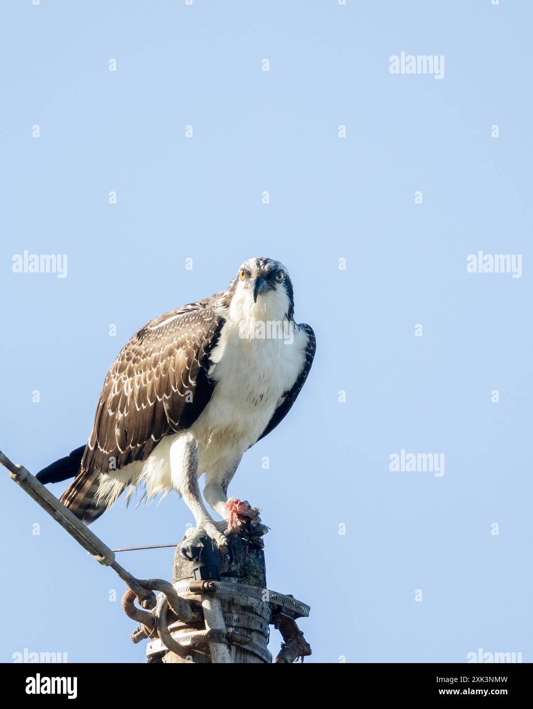 Osprey on boat mast eating fish hi-res stock photography and images - Alamy